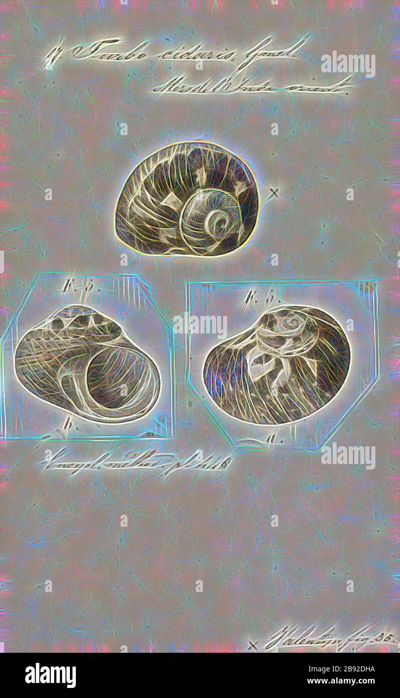 Turbo cidaris, Print, Turbo cidaris, common name the crown turban, is a species of sea snail ...