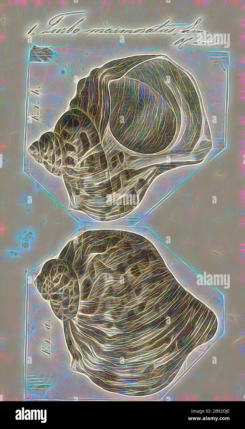 Species of gastropod hi-res stock photography and images - Alamy