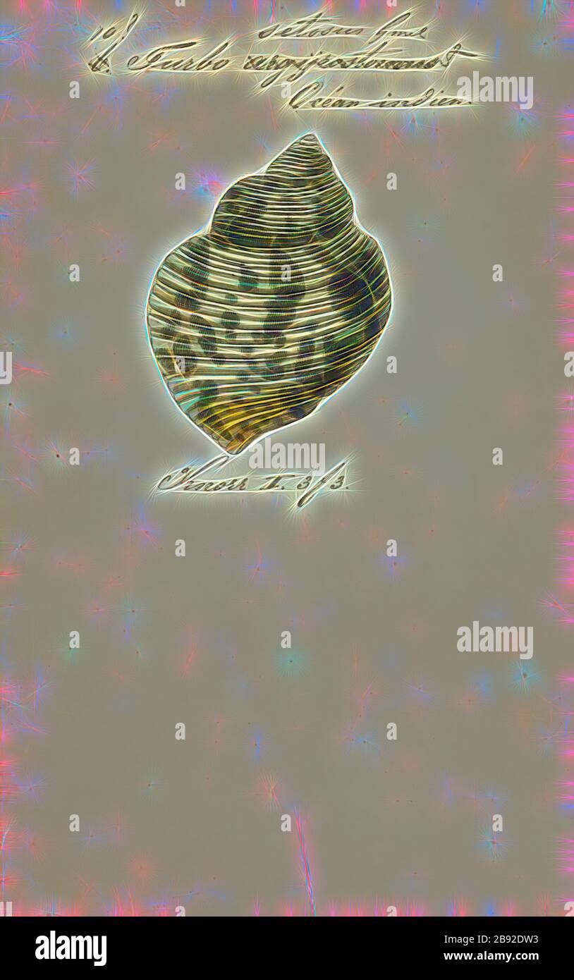 Turbo setosus, Print, Turbo setosus, common name the rough turban, is a ...