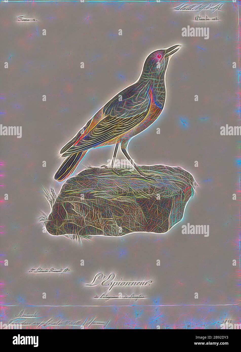 True thrush genus hi-res stock photography and images - Alamy