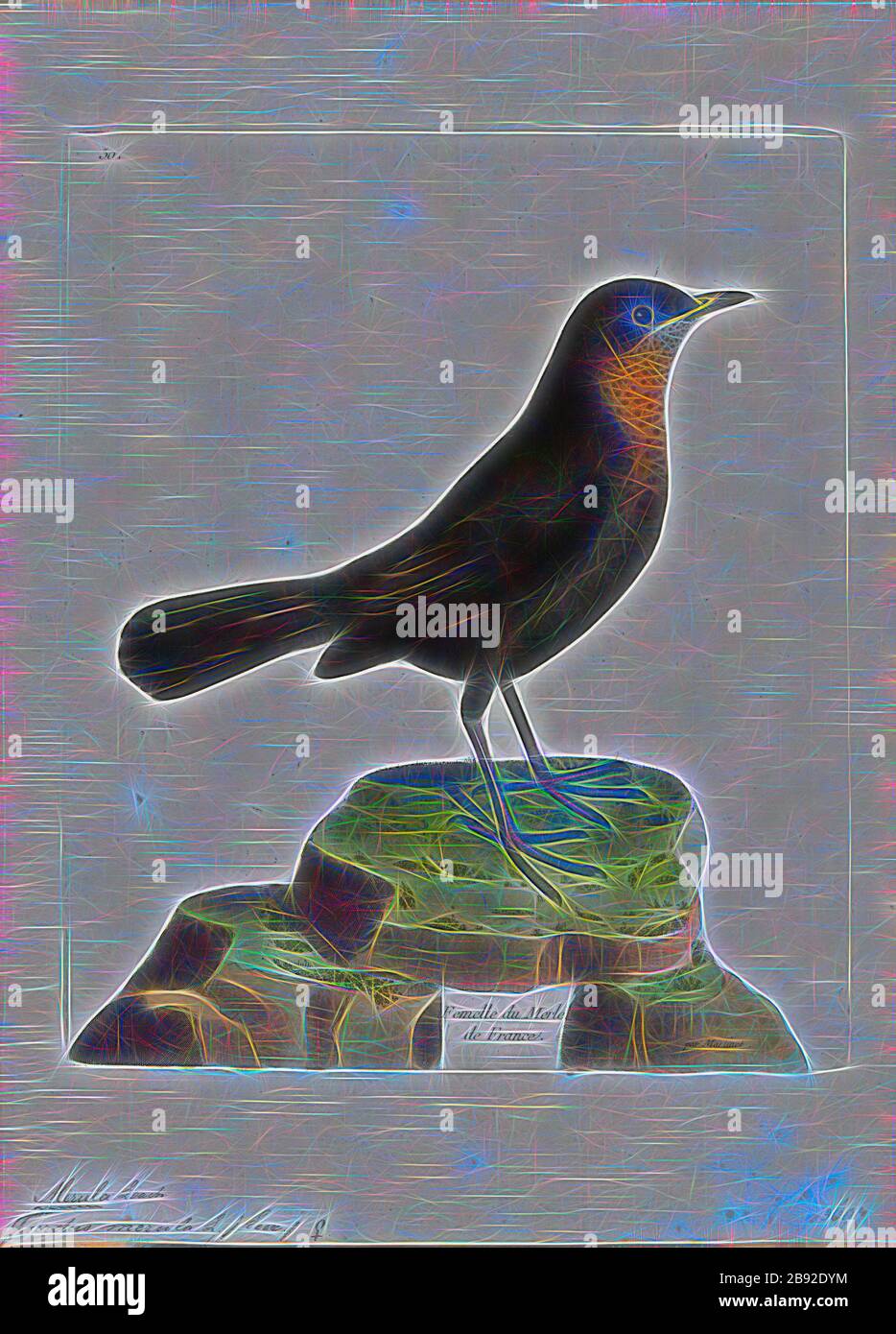 Turdus merula, Print, The common blackbird (Turdus merula) is a species ...