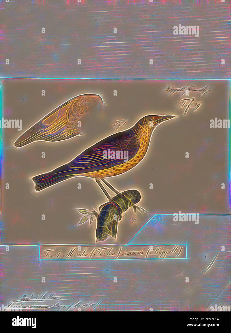 True thrush genus hi-res stock photography and images - Alamy