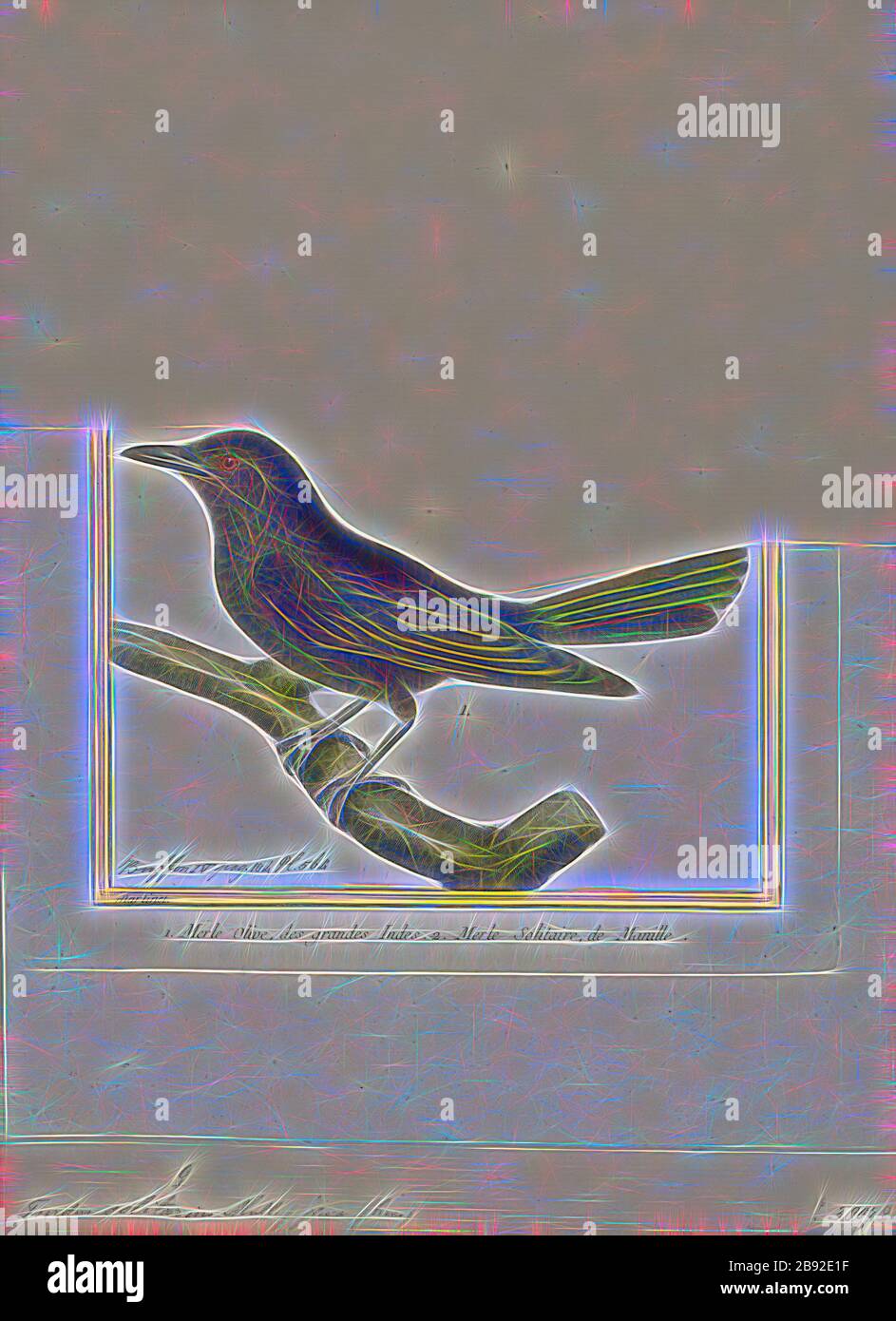 Wider thrush family hi-res stock photography and images - Alamy