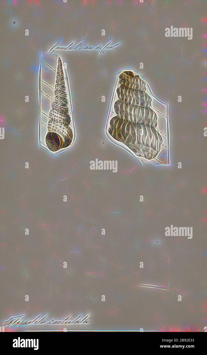 Turrilites costulata, Print, Turrilites is a genus of helically coiled ...