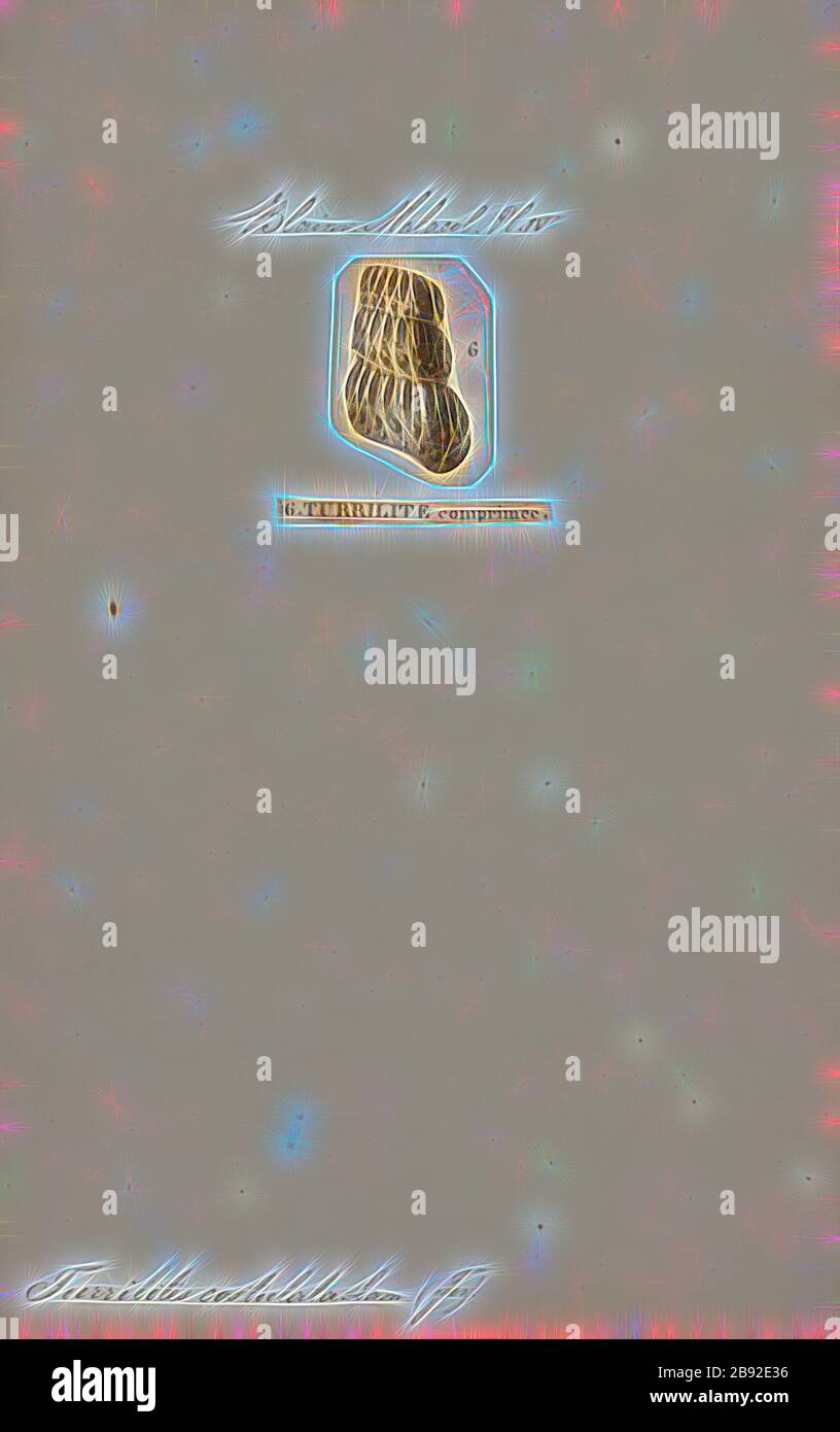 Ammonoid suborder hi-res stock photography and images - Alamy