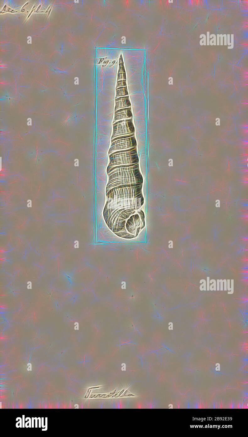 Turritellidae hi-res stock photography and images - Alamy