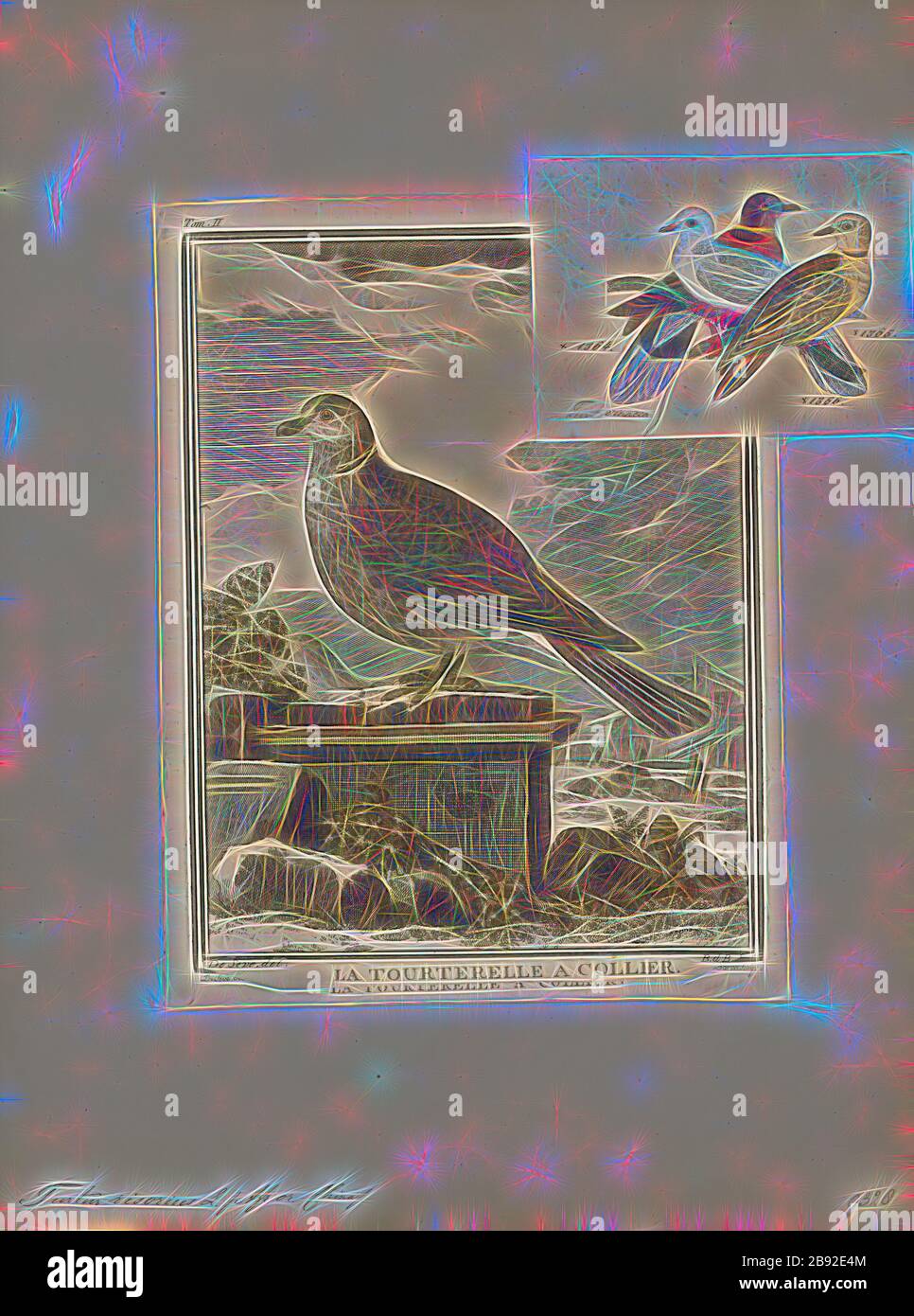 Turtur risorius, Print, The Barbary dove, ringed turtle dove, ringneck ...