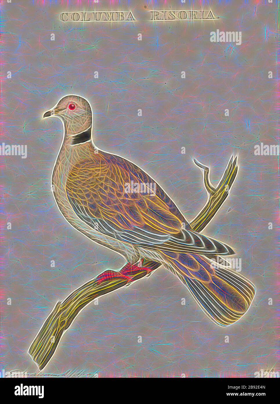 Ringneck dove hi-res stock photography and images - Alamy