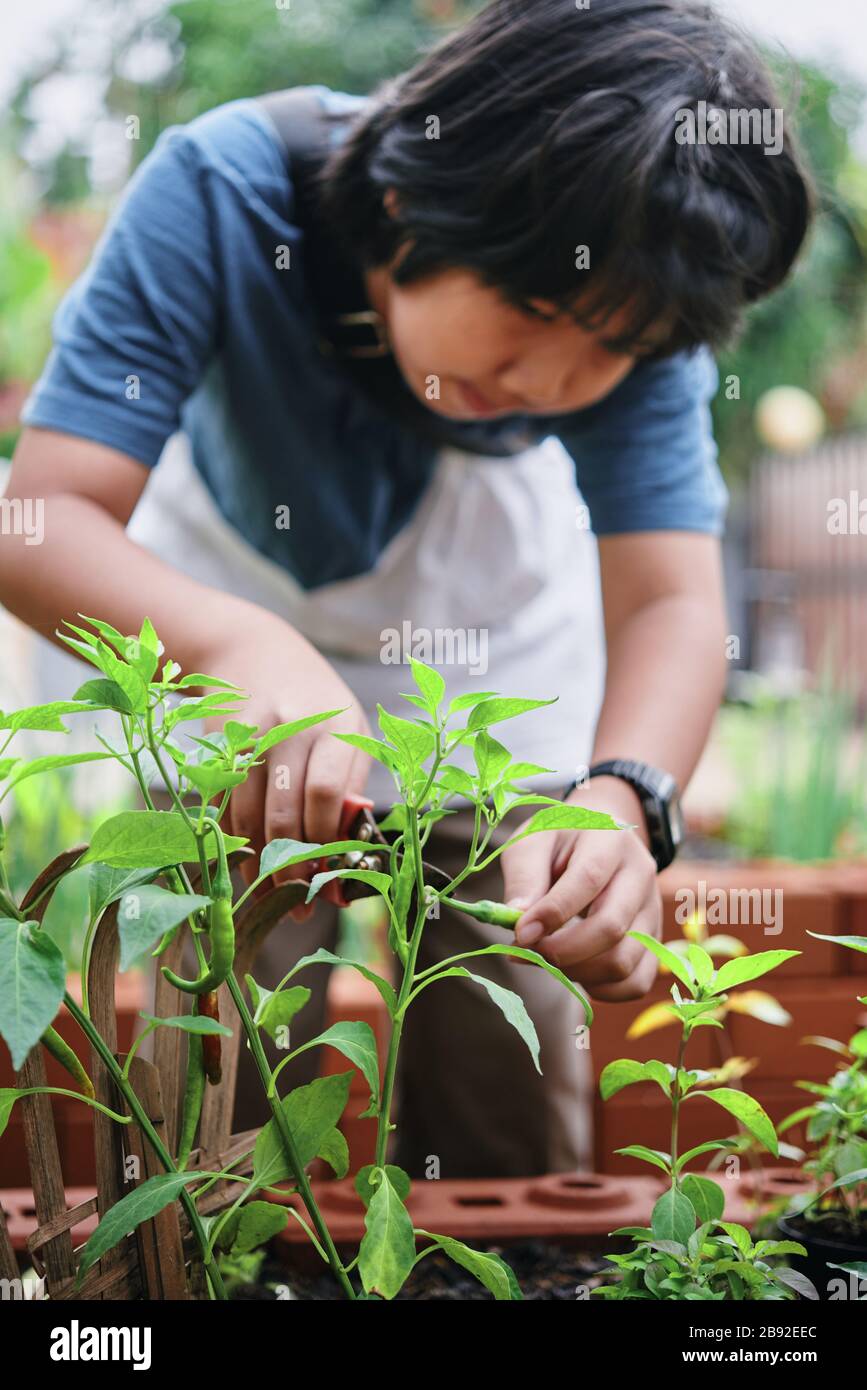 A boy picking chili pepper in the homegrown garden Stock Photo - Alamy