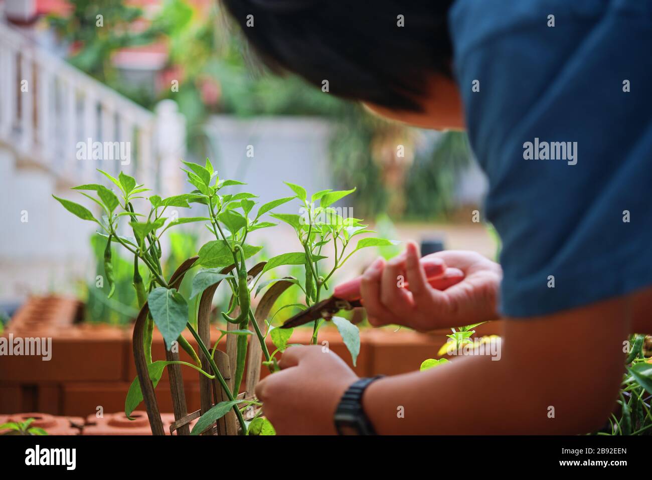 A boy picking a chili pepper in the homegrown garden Stock Photo - Alamy