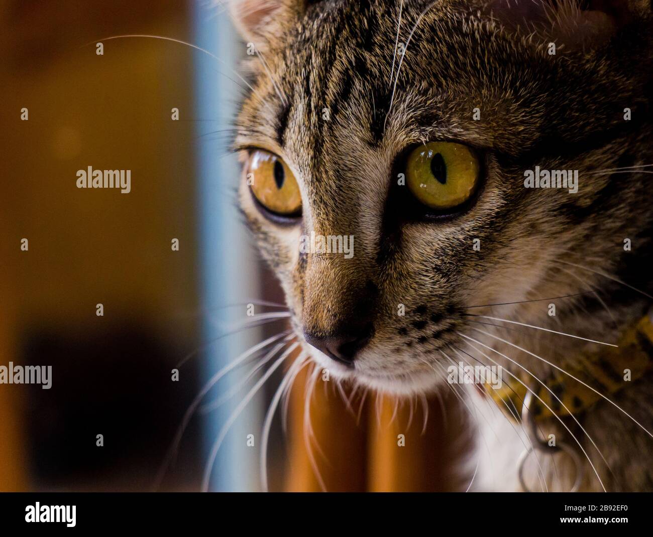 Cute cats in a cat shelter Stock Photo - Alamy