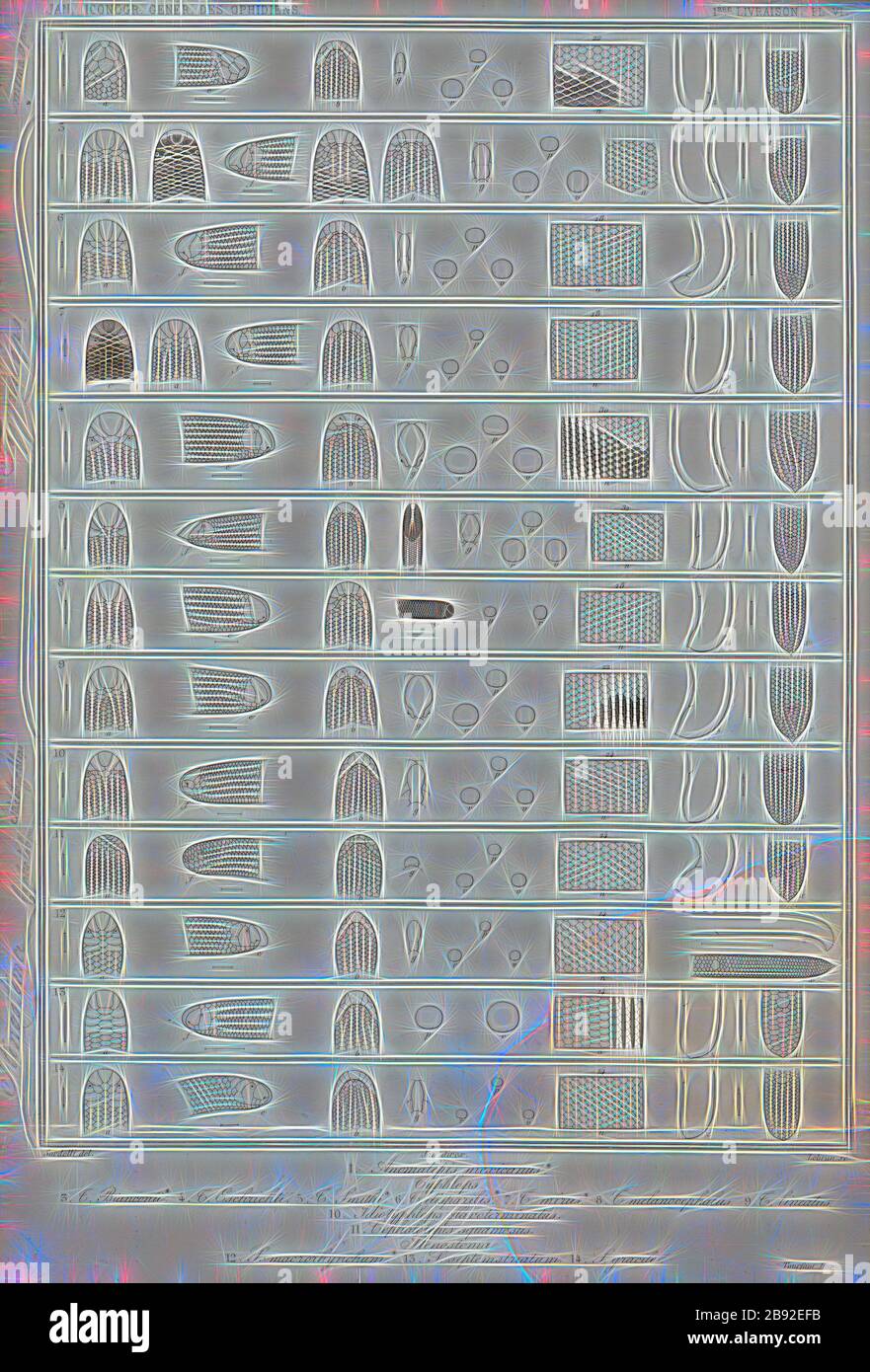 Genera afrotyphlops hi-res stock photography and images - Alamy