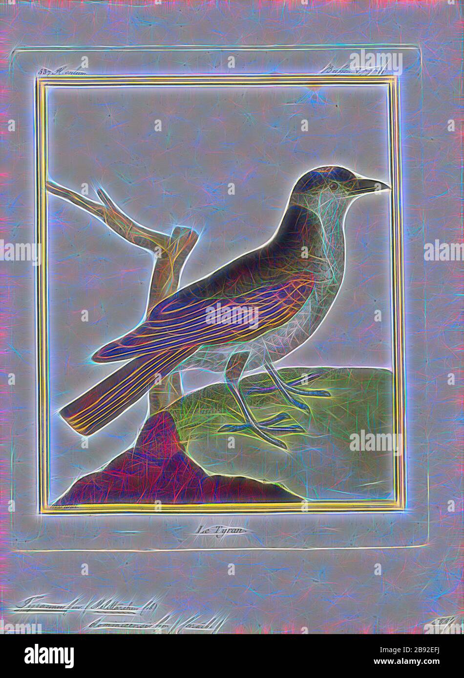 Pitirre hi-res stock photography and images - Alamy