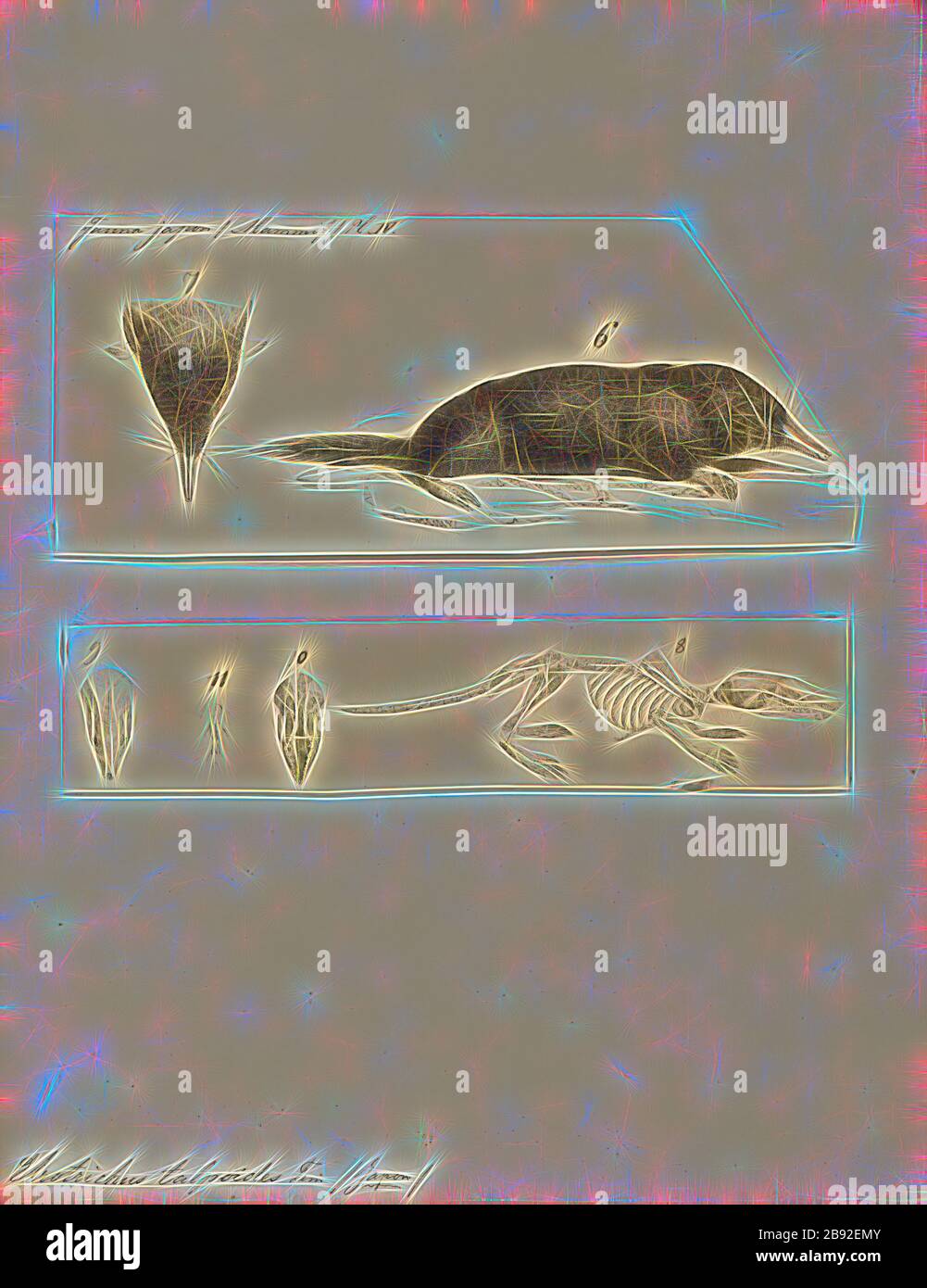 Talpoides hi-res stock photography and images - Alamy