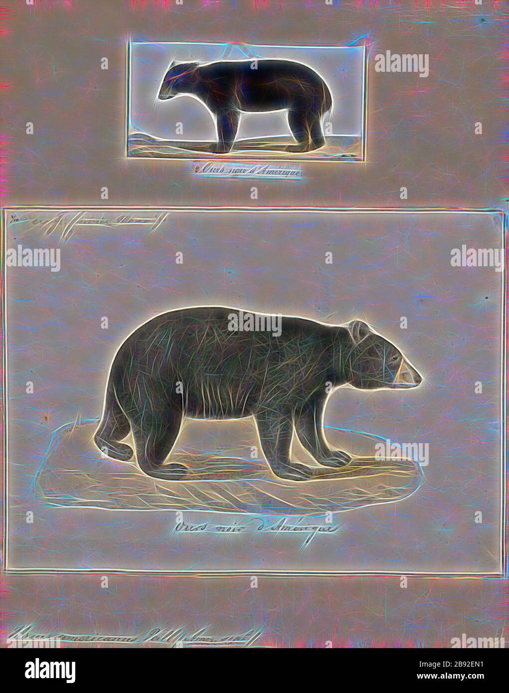 Ursus americanus, Print, The American black bear (Ursus americanus) is ...