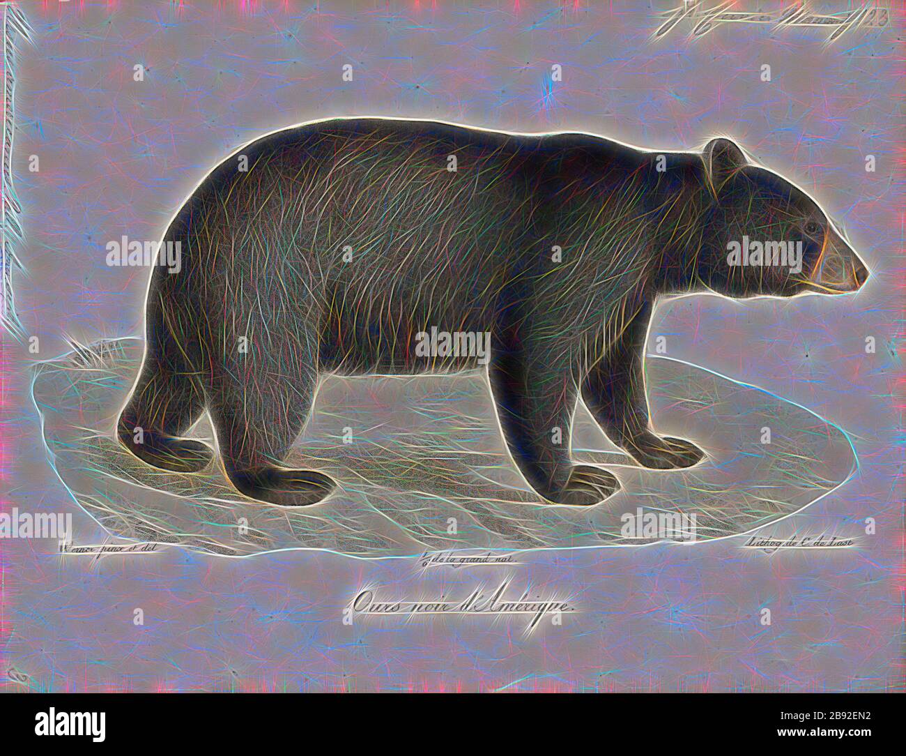 Worlds most common bear species hi-res stock photography and images - Alamy