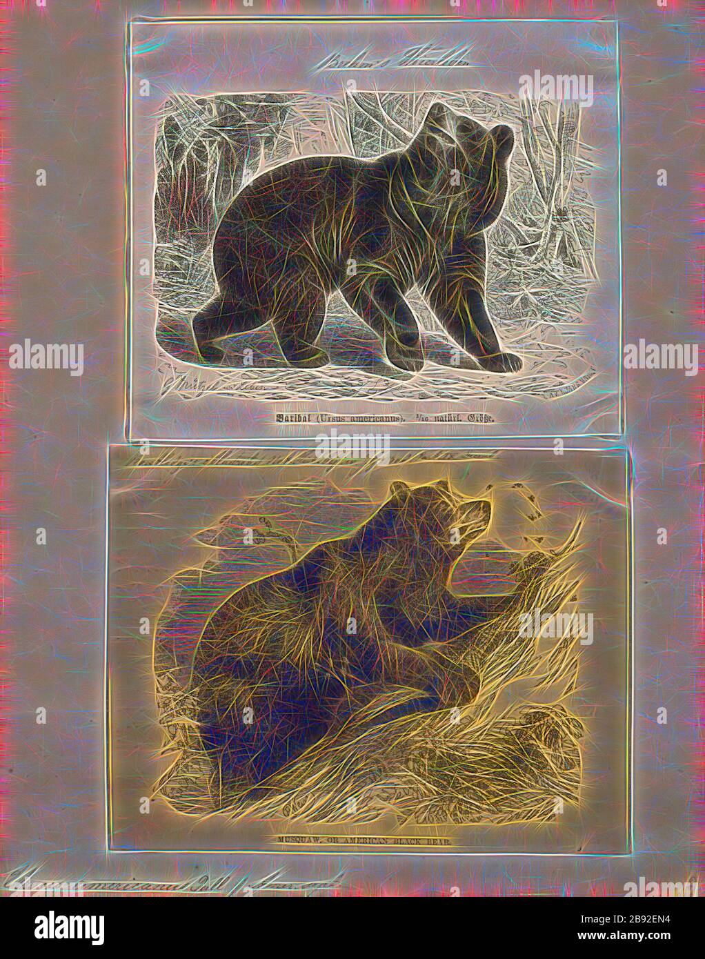 Worlds most common bear species hi-res stock photography and images - Alamy