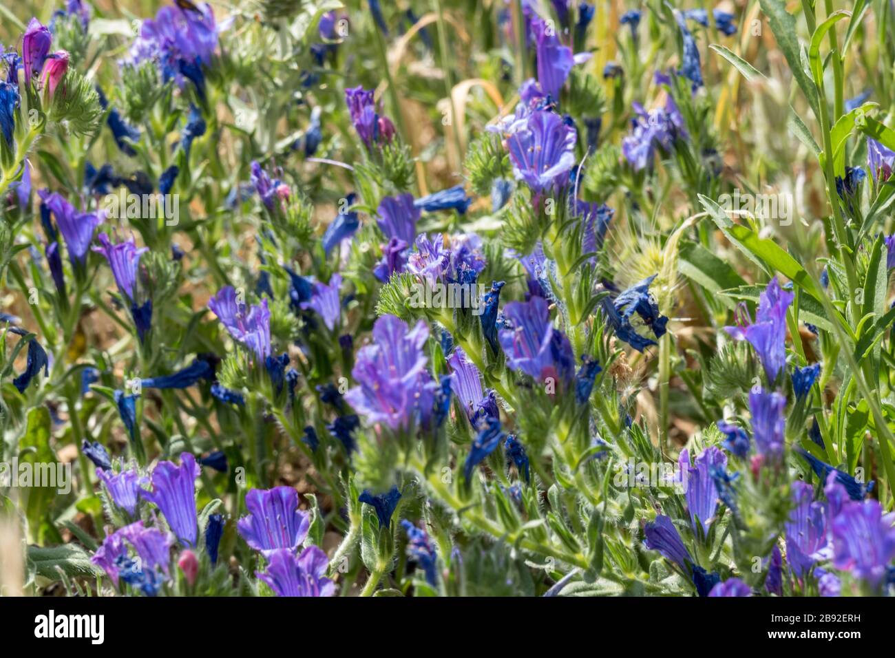 Sardinia Flowers High Resolution Stock Photography and Images - Alamy