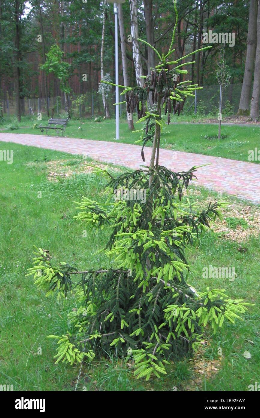Swierk hi-res stock photography and images - Alamy