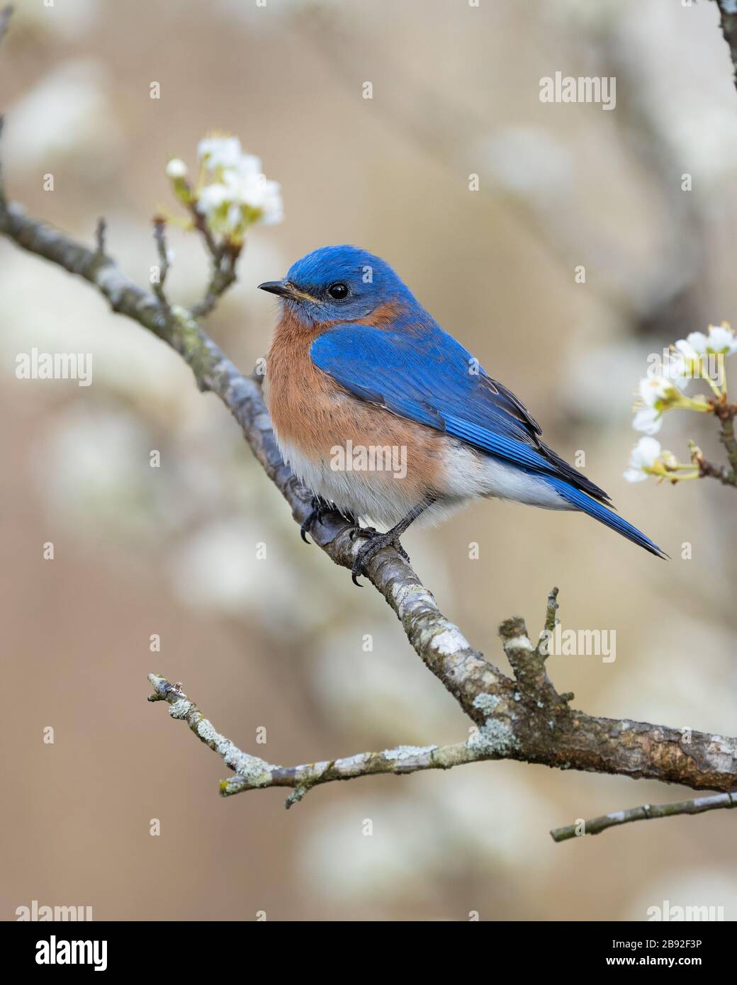 An eastern bluebird peched in a plum tree Stock Photo - Alamy