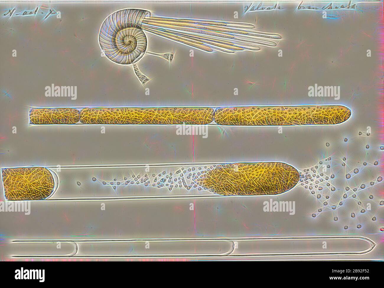 Valvata branchiata hi-res stock photography and images - Alamy