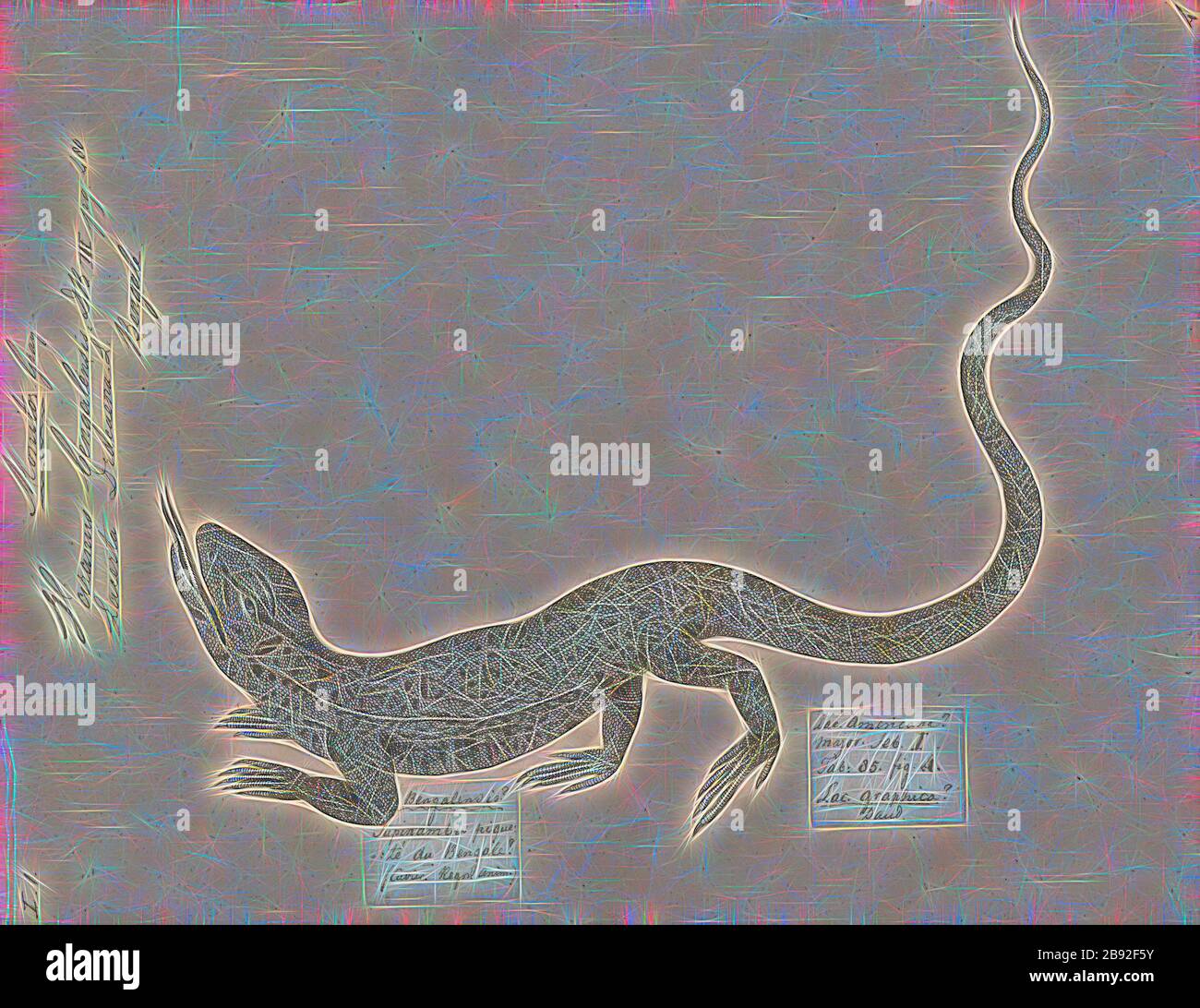 Terrestrial vertebrates hi-res stock photography and images - Alamy