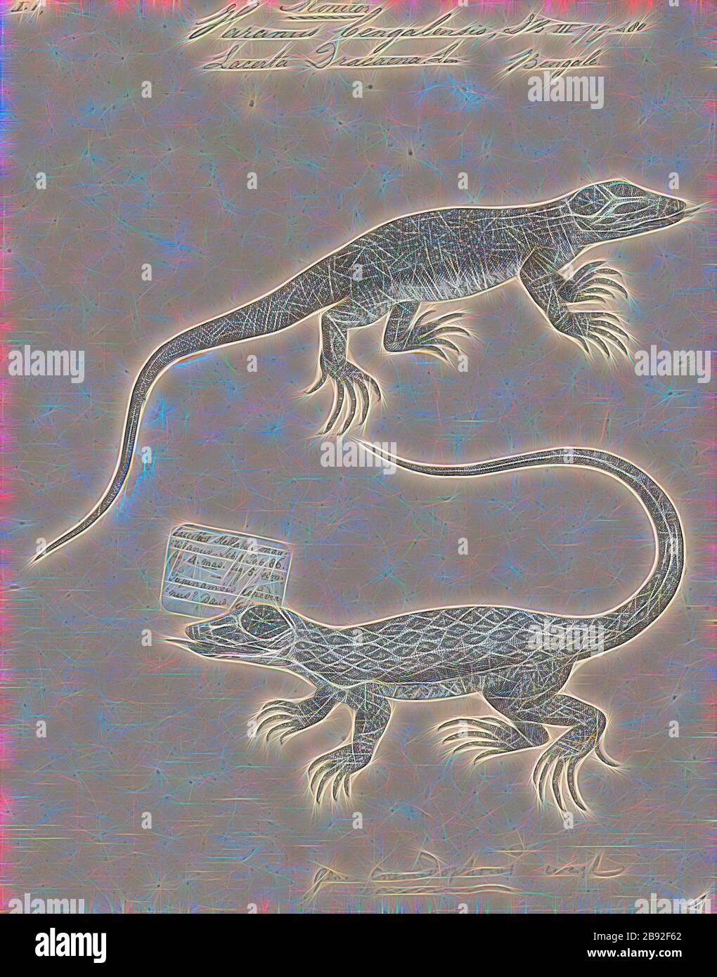 Monitor lizard eggs hi-res stock photography and images - Alamy