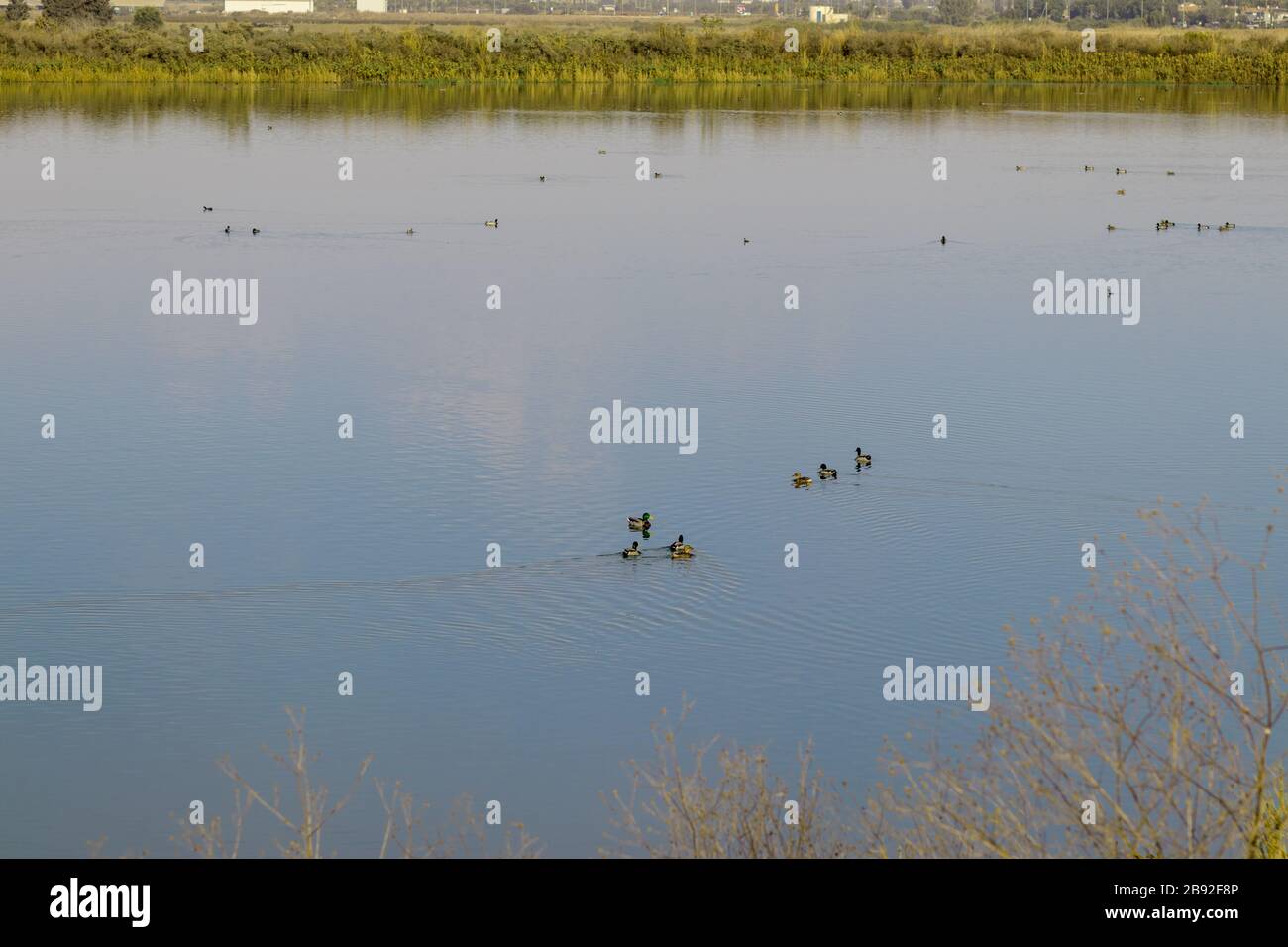 Lake for recycling and purifying water, with ducks and plants Stock ...