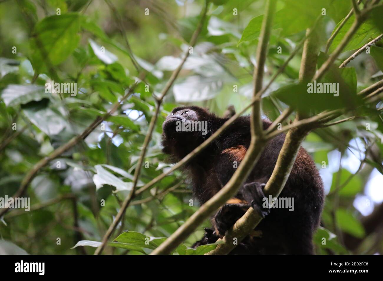 Black howler monkey mexico hi-res stock photography and images - Alamy