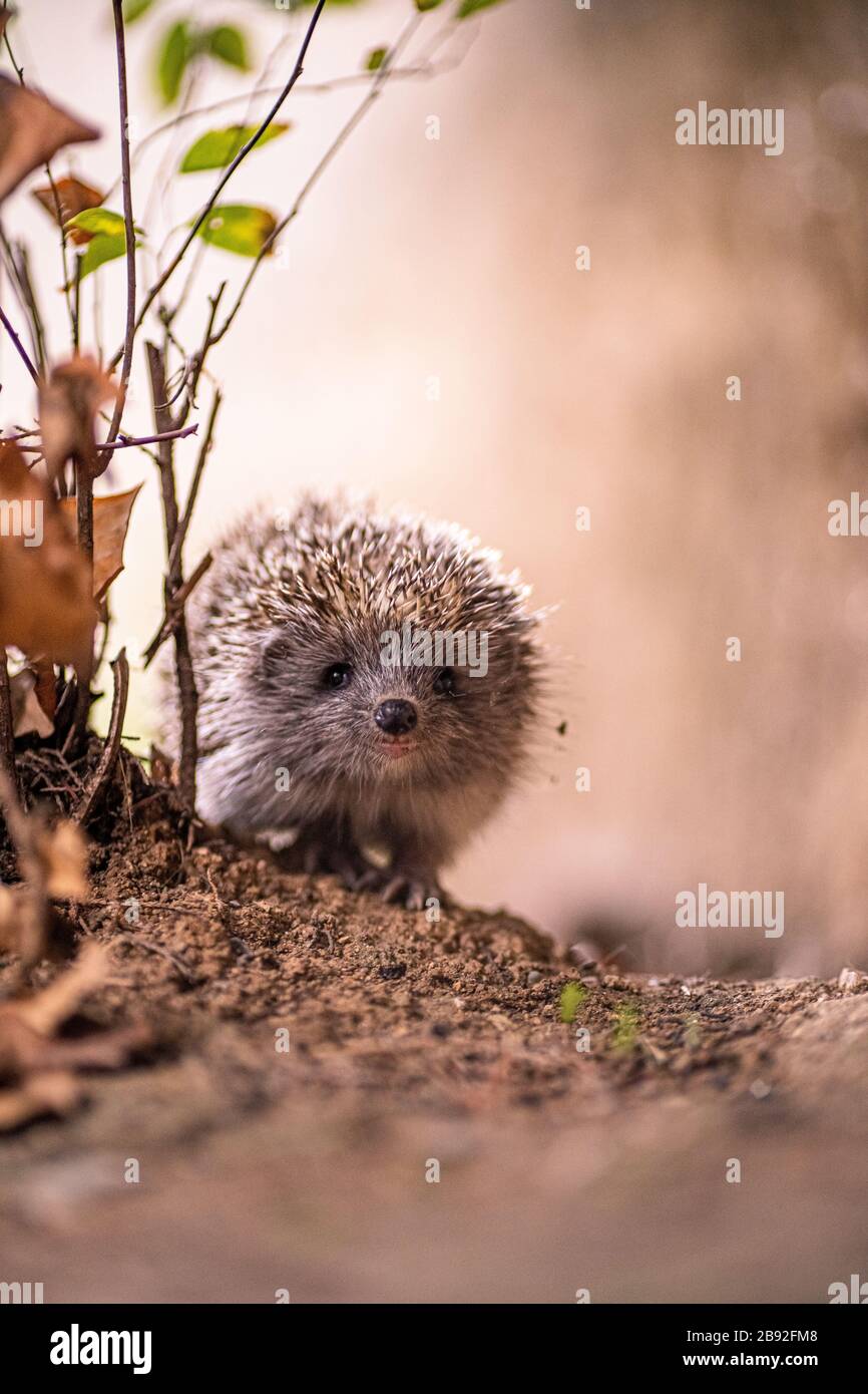 Cute hedgehog, autumn - fall colors Stock Photo - Alamy