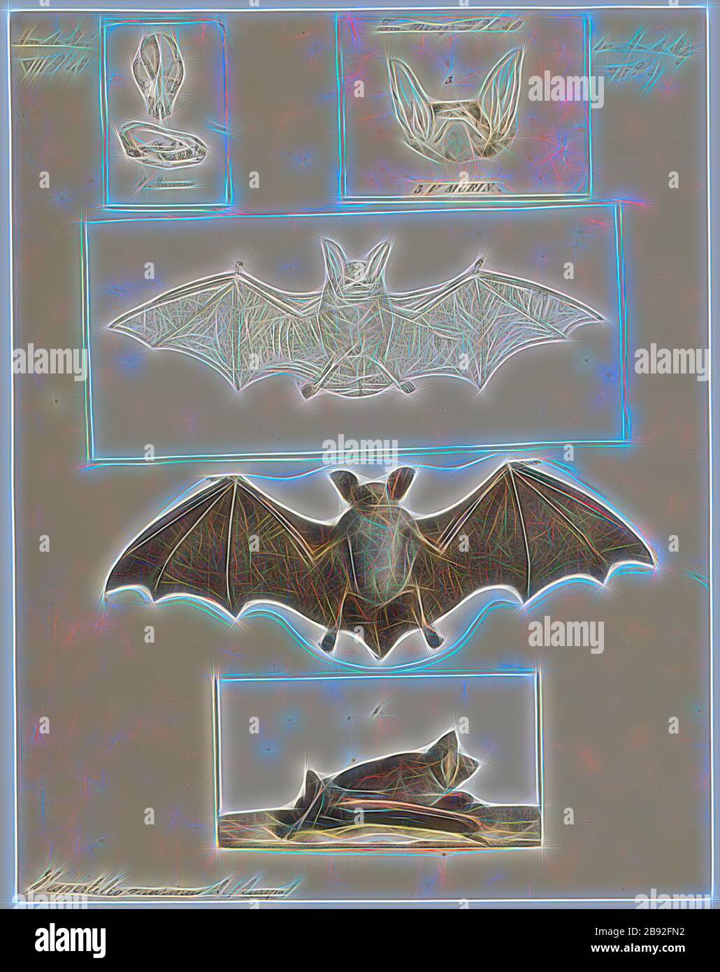 Parti coloured hi-res stock photography and images - Alamy