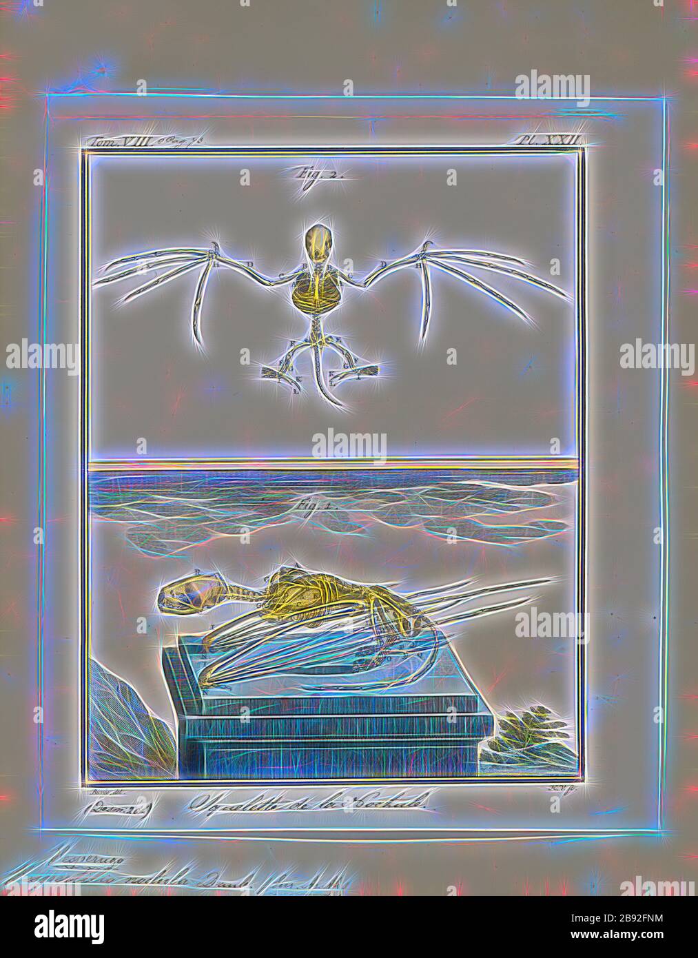 Vespertilio noctula, Print, Vespertilio is a genus of bats in the ...