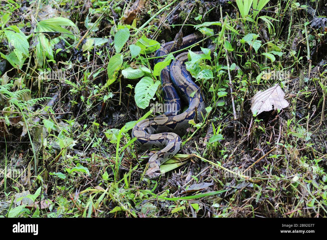 Boa Constrictor Imperator, Costa Rica Stock Photo - Alamy
