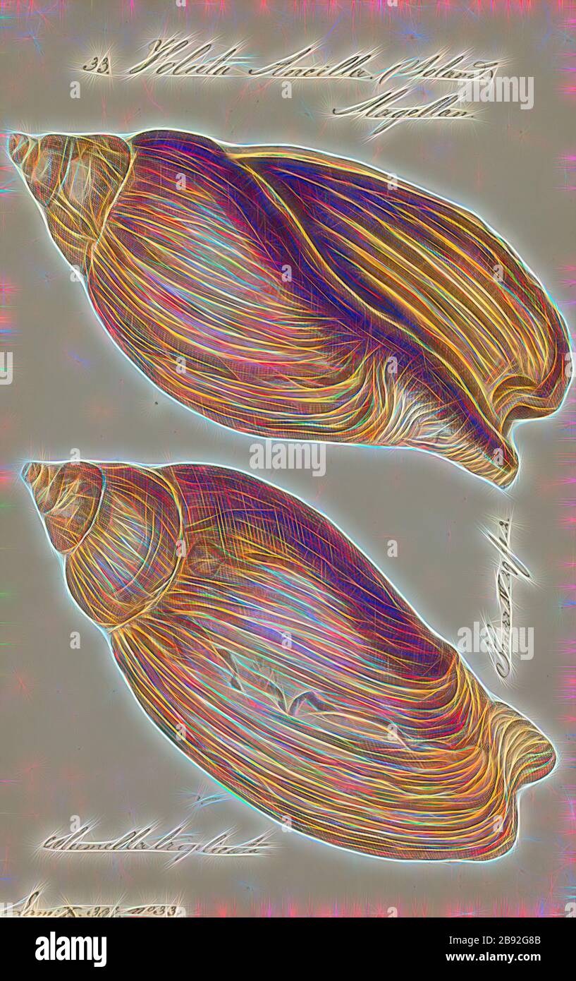 Voluta ancilla, Print, Voluta is a genus of medium to large sea snails ...