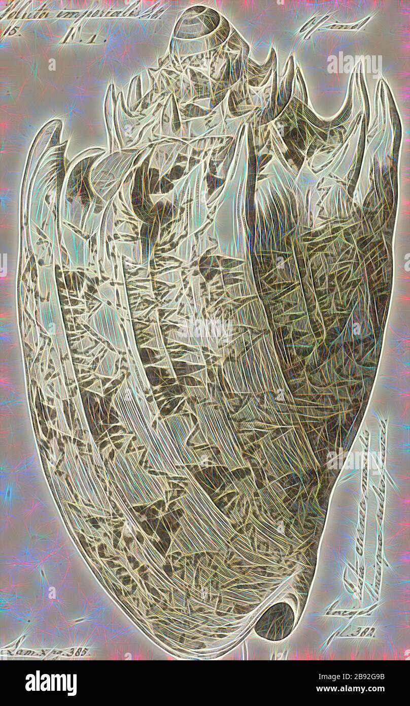 Voluta imperial hi-res stock photography and images - Alamy