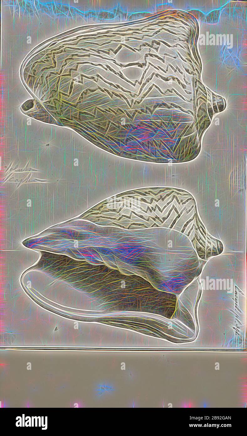 Voluta scapha, Print, Cymbiola nobilis (noble volute) is a species of ...