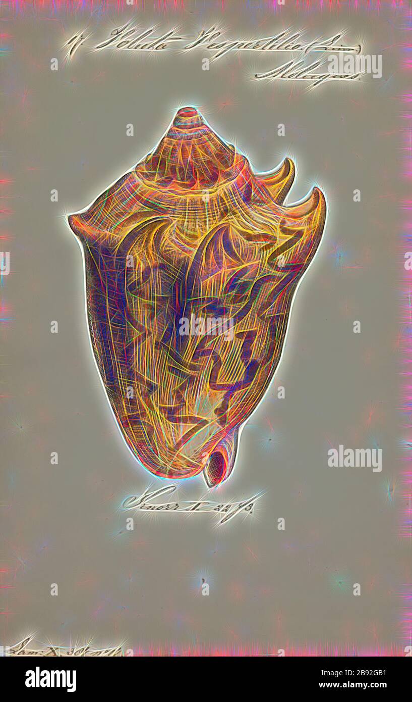 Voluta vespertilio, Print, Voluta is a genus of medium to large sea ...