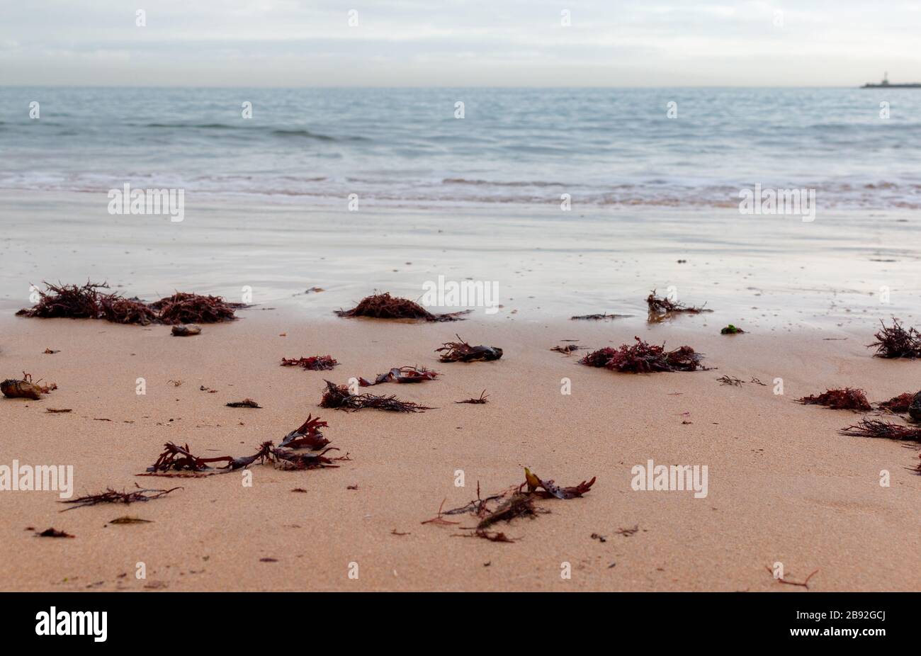 Red seaweed on sandy beach hi-res stock photography and images - Alamy