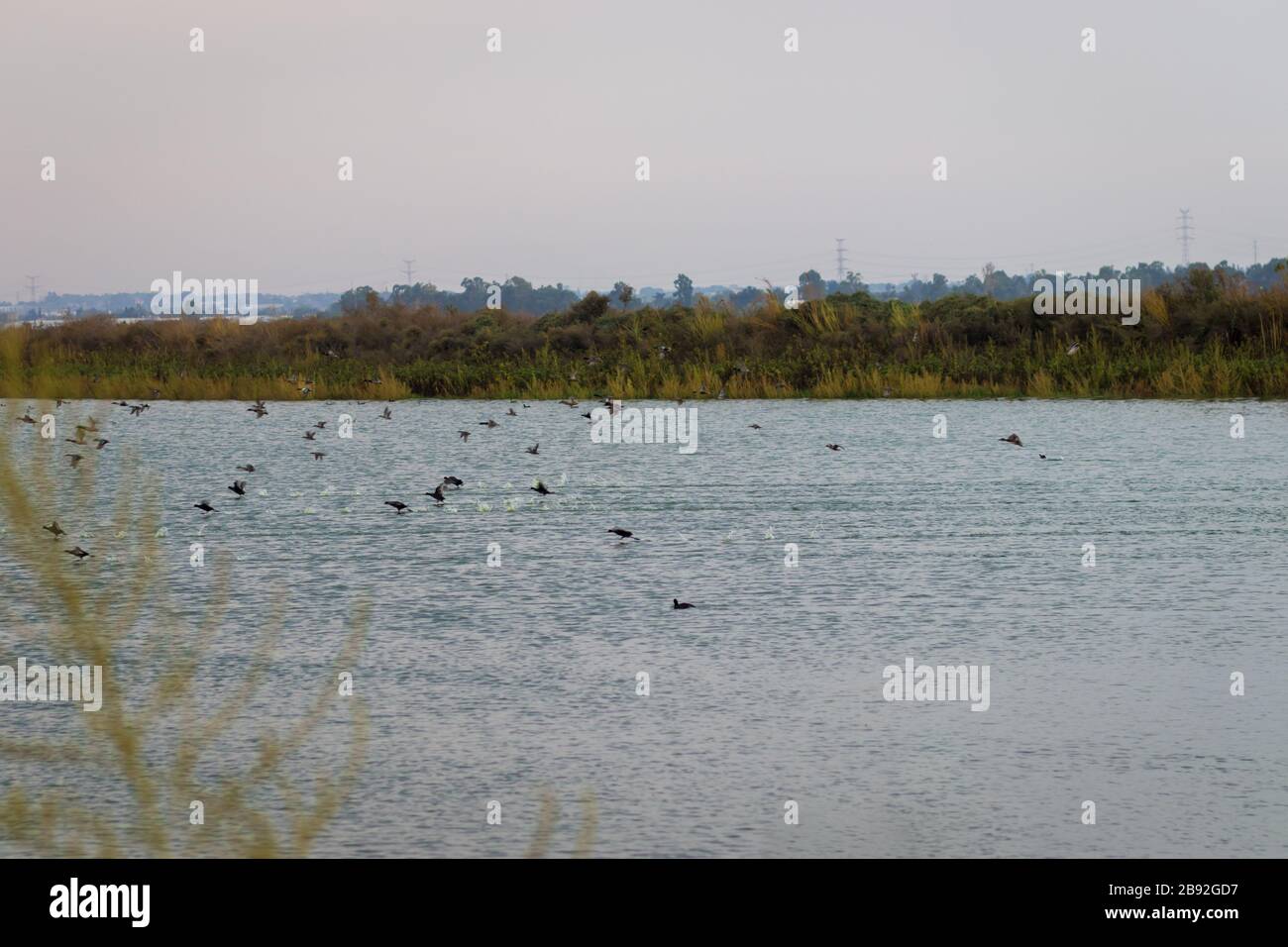 Lake for recycling and purifying water, with ducks and plants Stock ...