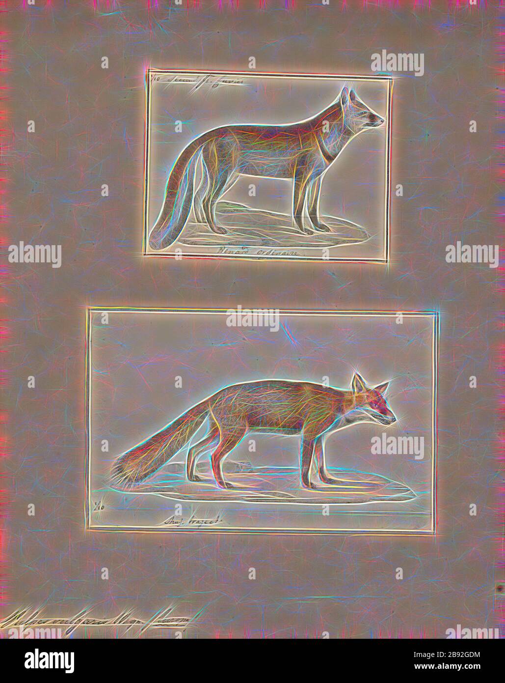 Vulpes vulgaris, Print, Vulpes is a genus of the Canidae. The members ...