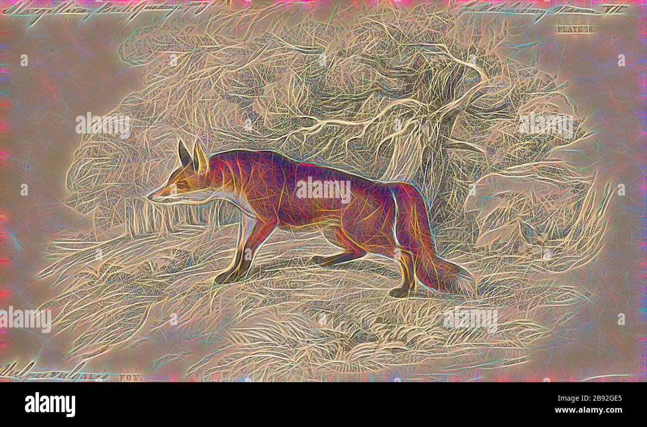 Vulpes vulgaris, Print, Vulpes is a genus of the Canidae. The members ...