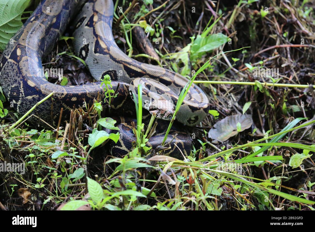Boa Constrictor Imperator, Costa Rica Stock Photo - Alamy