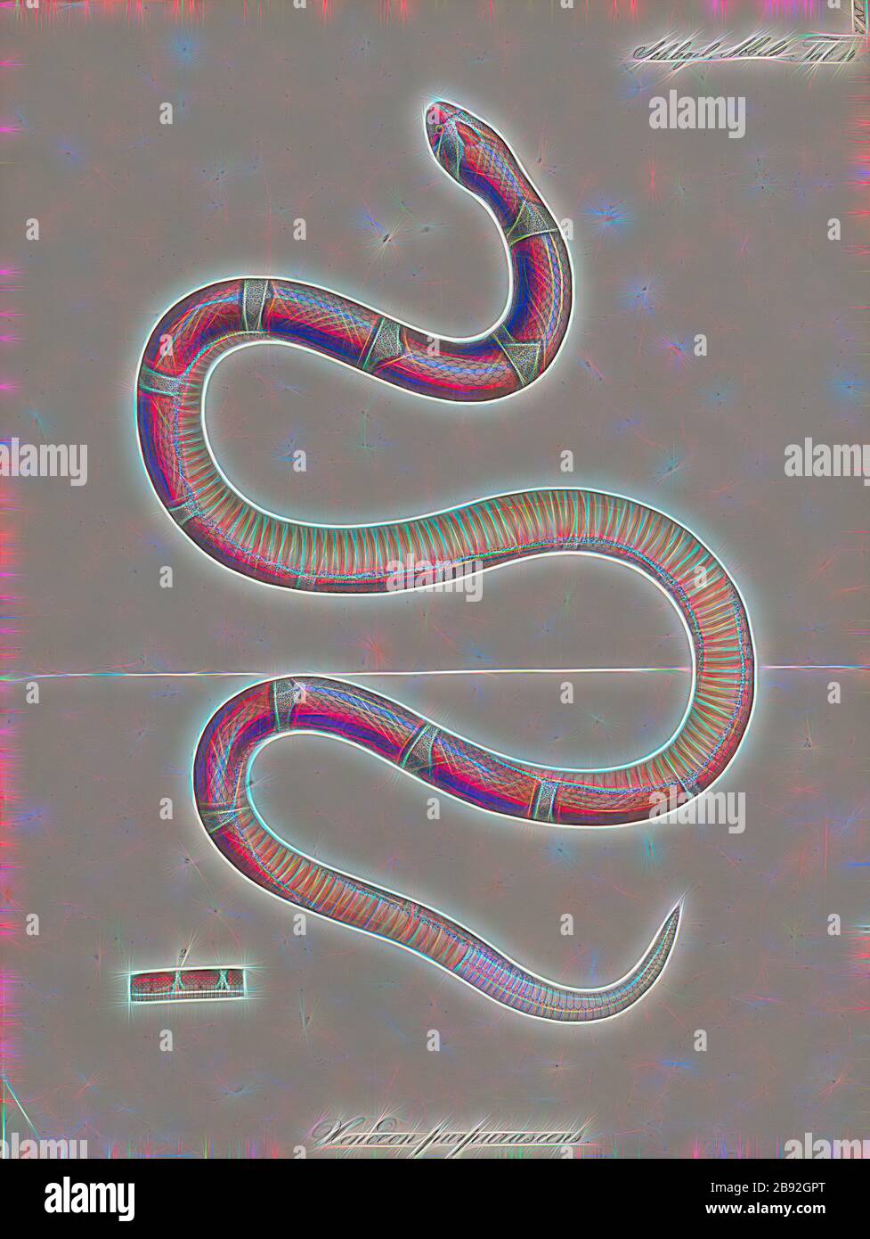 Xenodon purpurascens, Print, Xenodon is a genus of New World snakes in ...