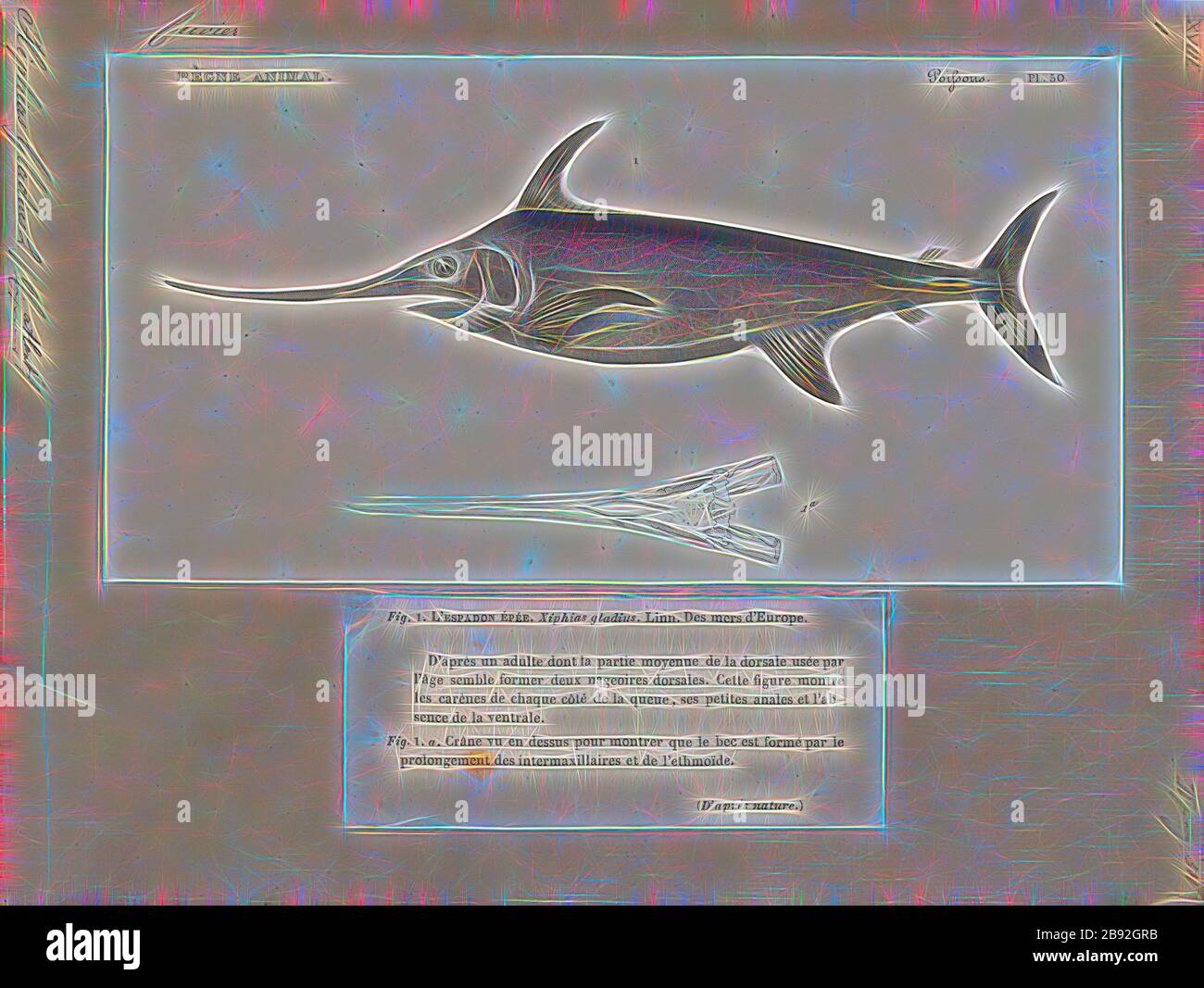 Billfish category Stock Photos & Images from Alamy