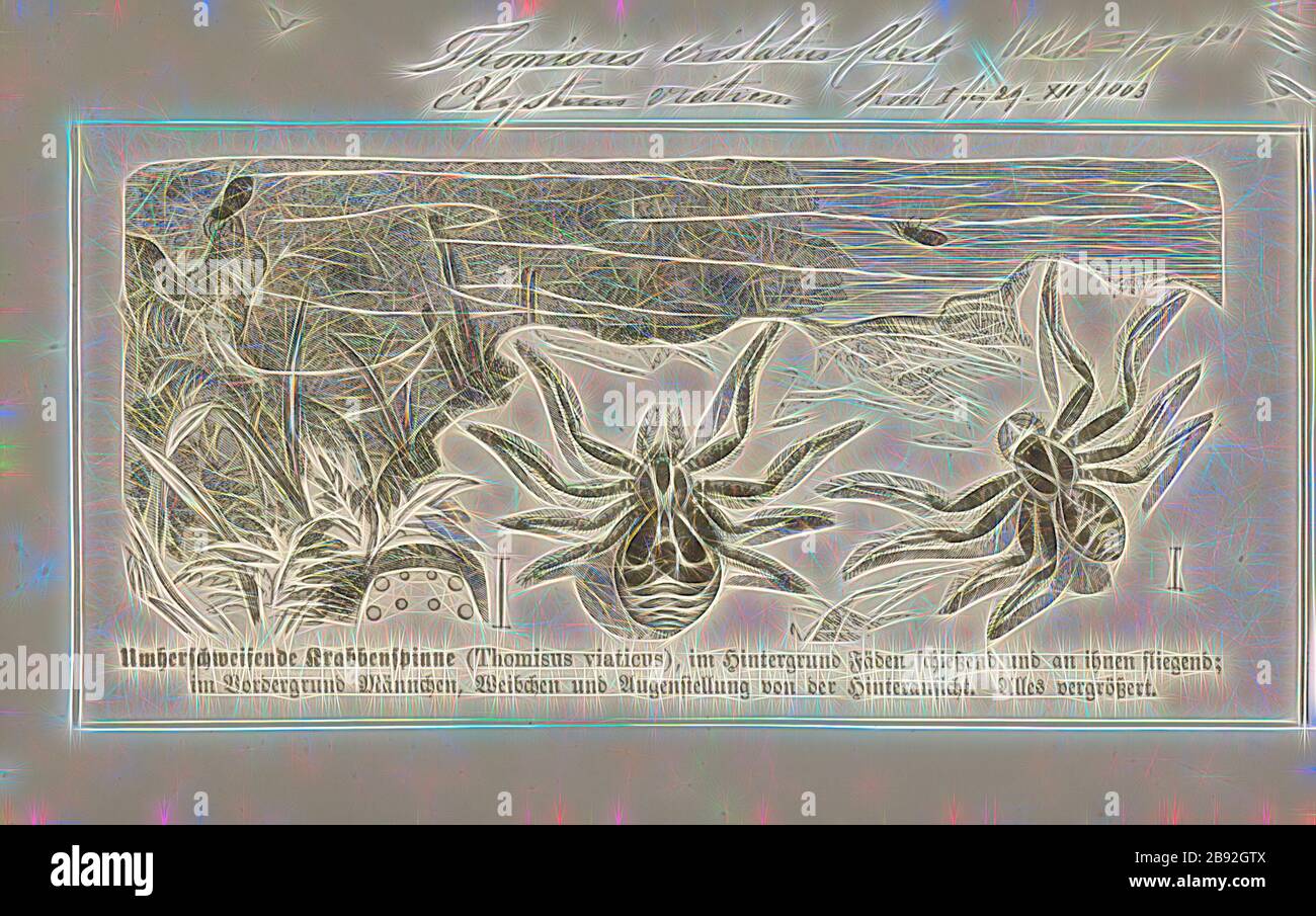 Ground crab spiders described hi-res stock photography and images - Alamy