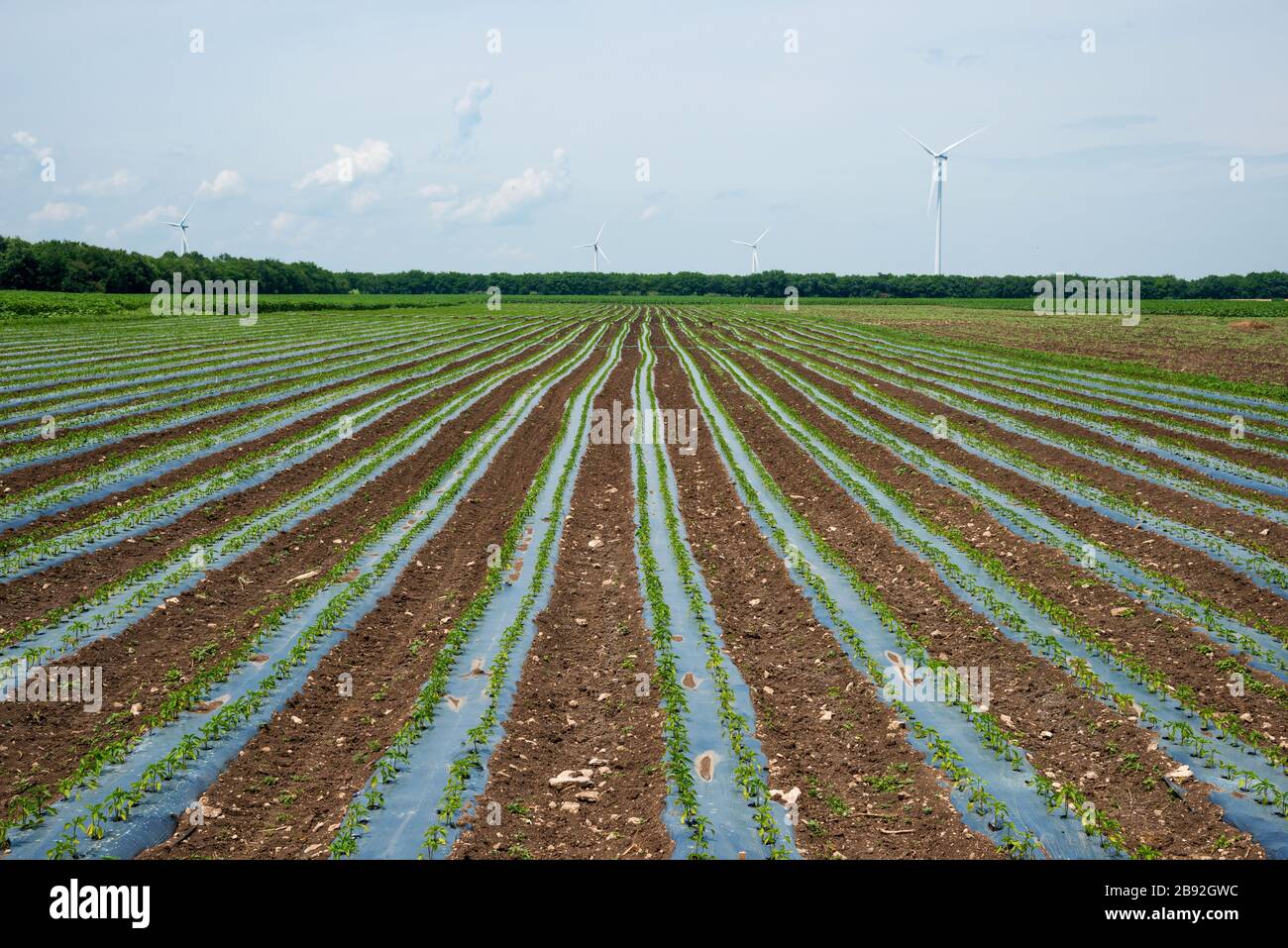 Pepper plantations hi-res stock photography and images - Alamy