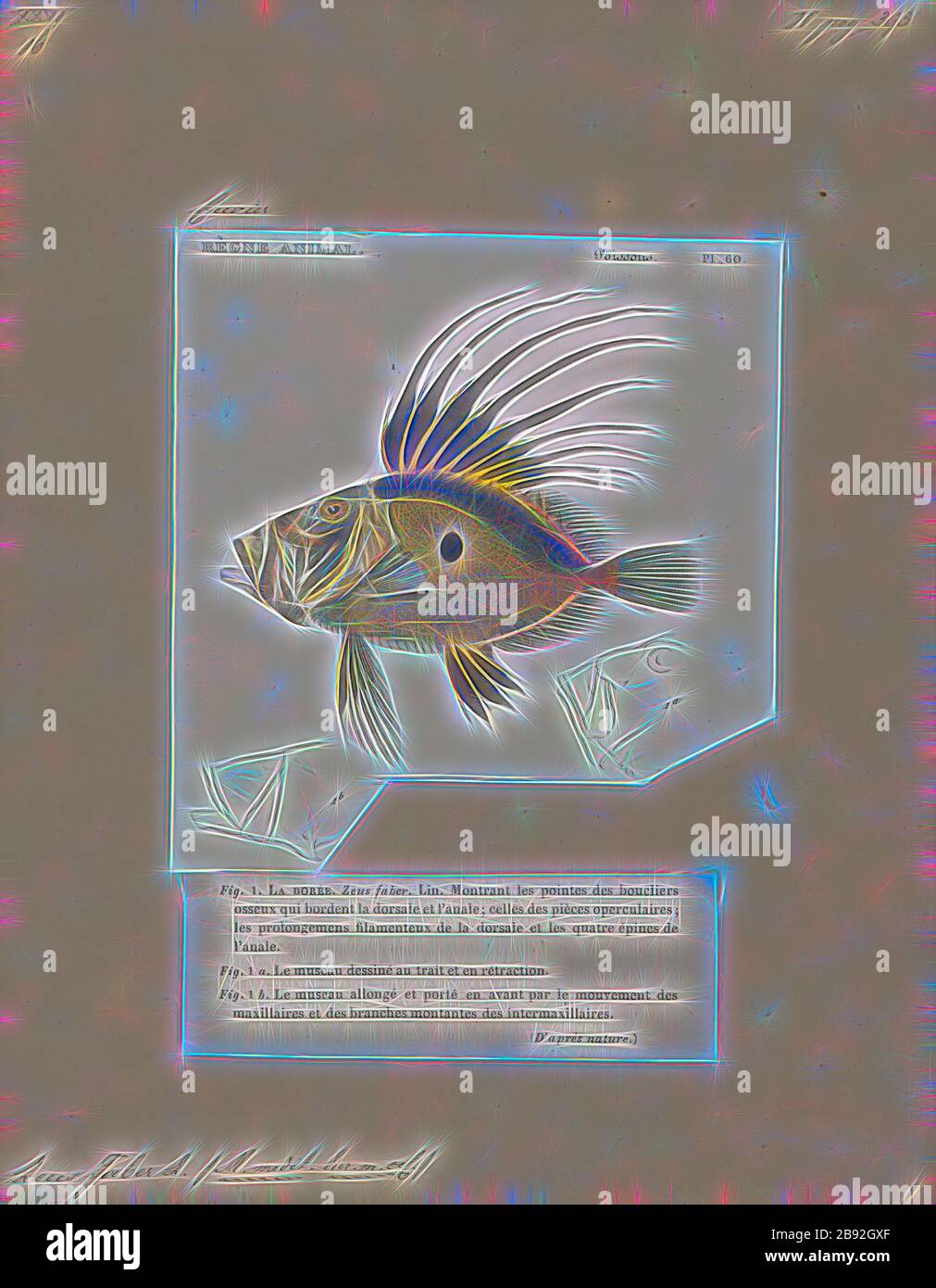 Laterally compressed hi-res stock photography and images - Alamy