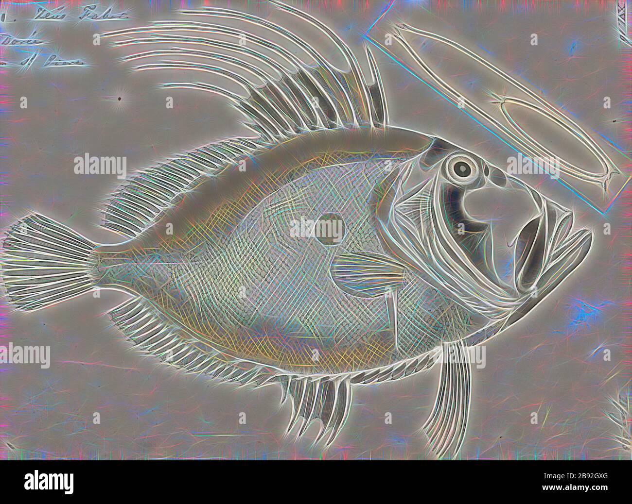 Zeus faber, Print, John Dory, St Pierre or Peter's Fish, refers to fish ...