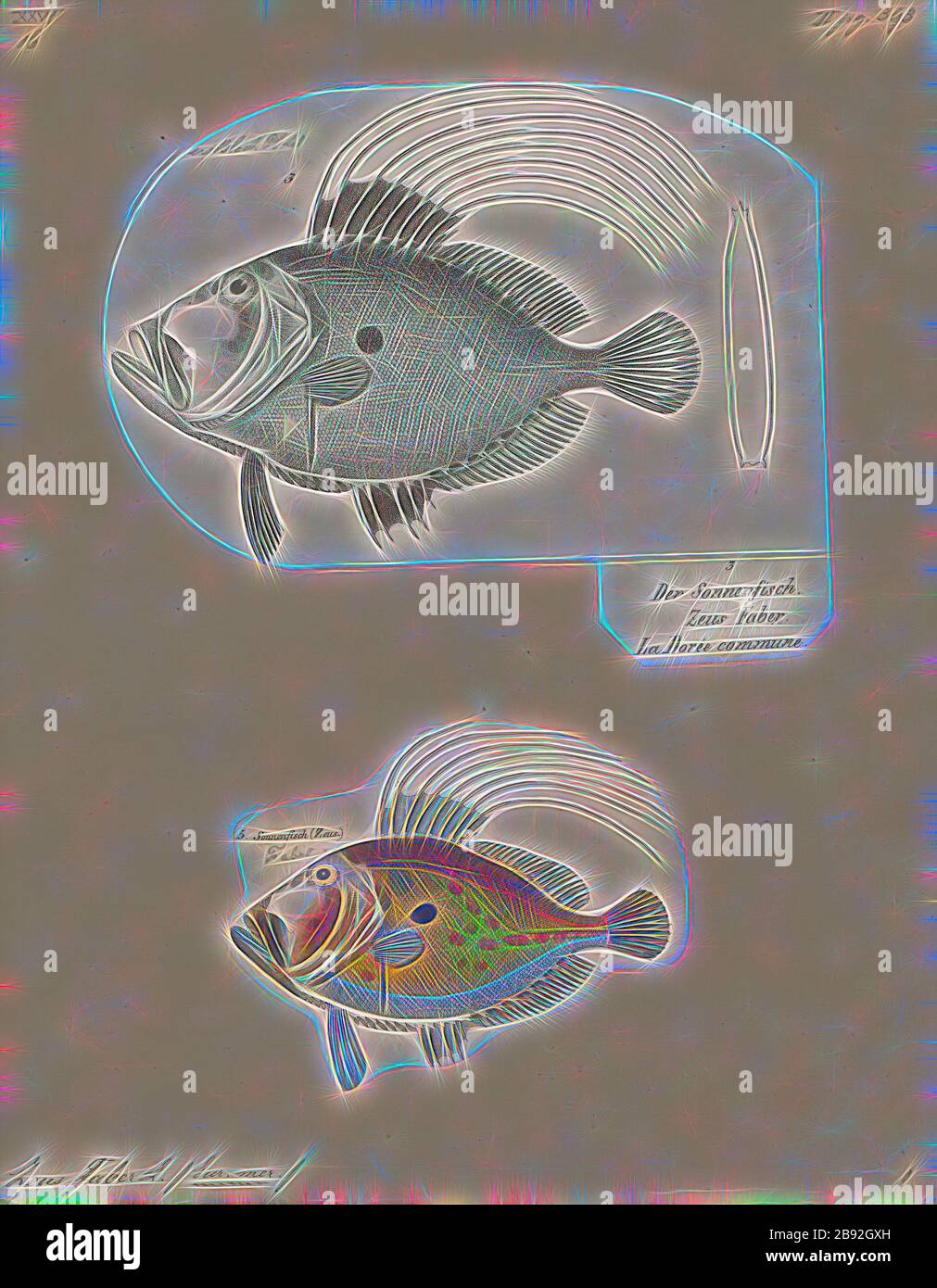 John dorys eye spot hi-res stock photography and images - Alamy