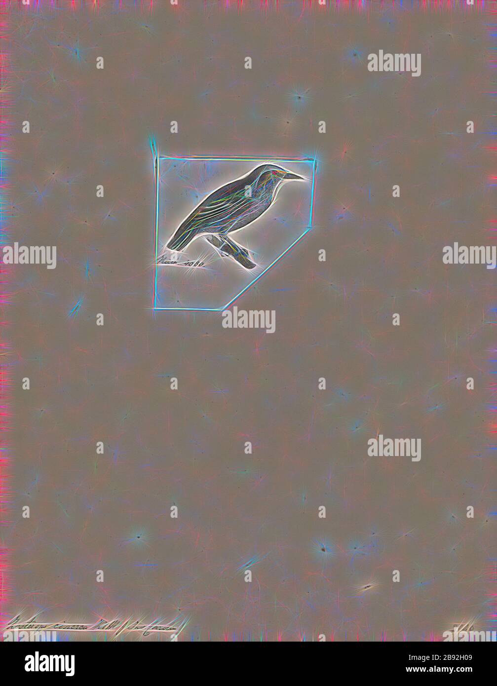 Zosterops cinerea hi-res stock photography and images - Alamy